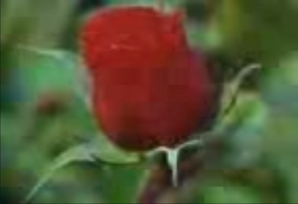 Scary Deceiving Red Rose - Screamer Wiki