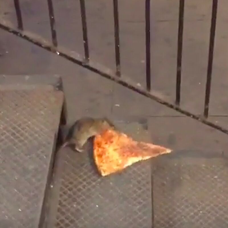 Number 13 Chuck E Cheese Rat Pizza - Screamer Wiki