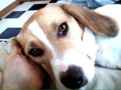 Offended - Screamer Wiki