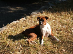 Help Find the Missing Dog - Screamer Wiki