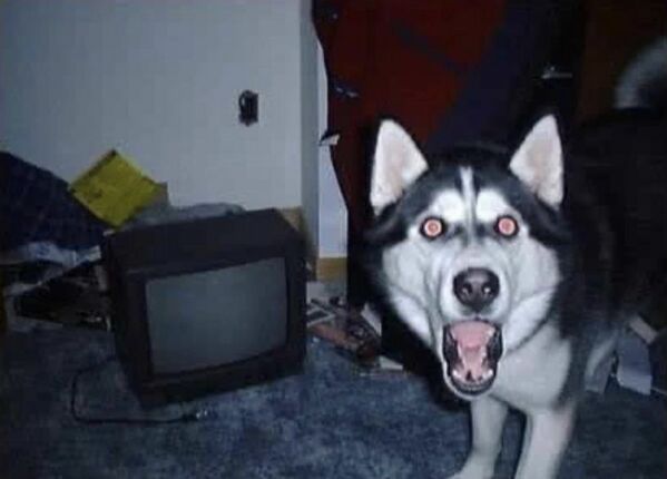 Smile Dog - Screamer Wiki