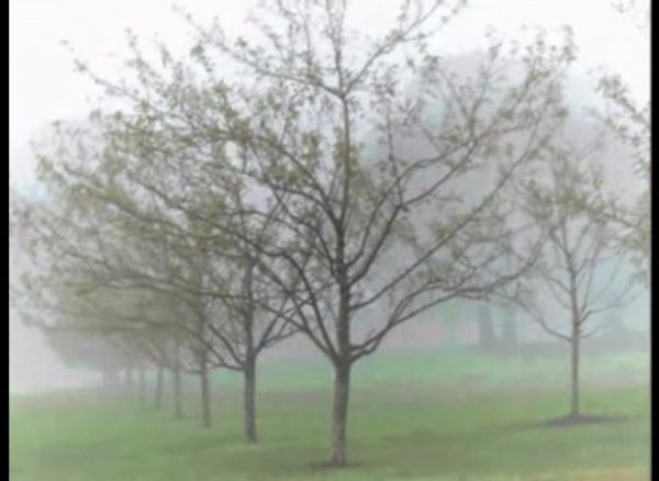 Short Screamer - Screamer Wiki