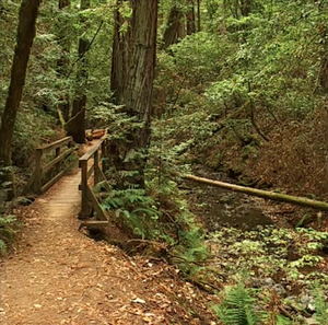 The World's Best Screamer - Screamer Wiki