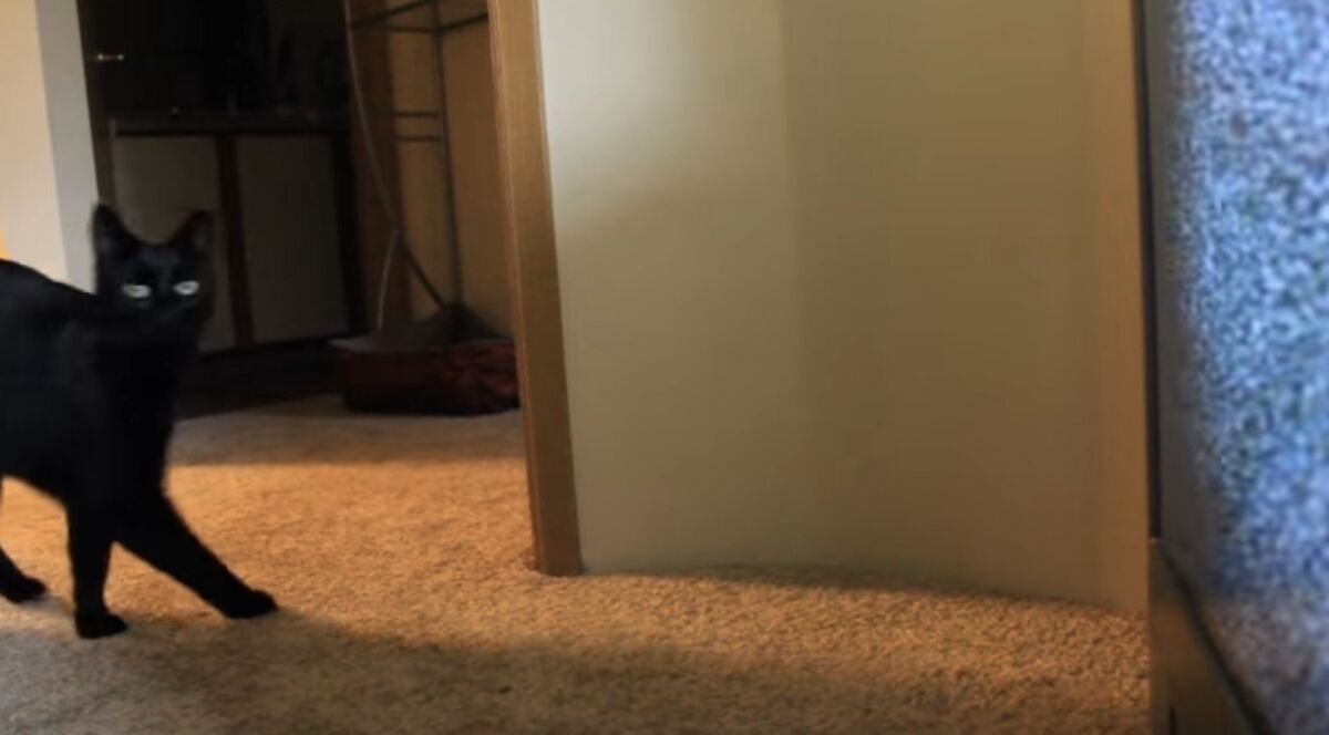 Most disturbing video - Screamer Wiki