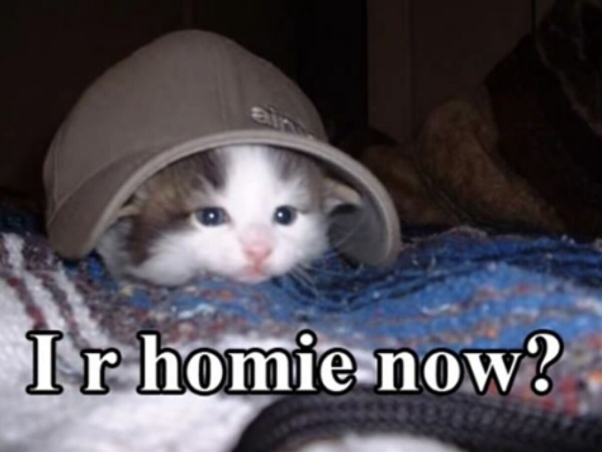 Lolcat Screamer - Screamer Wiki