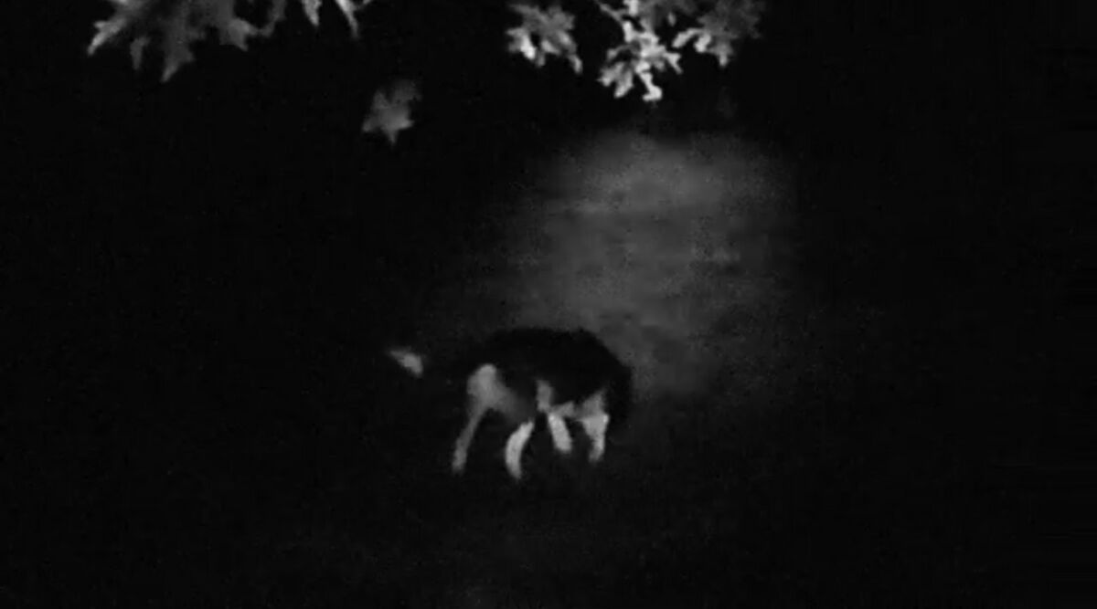 Demon Attacks Dog Caught On Tape! - Screamer Wiki