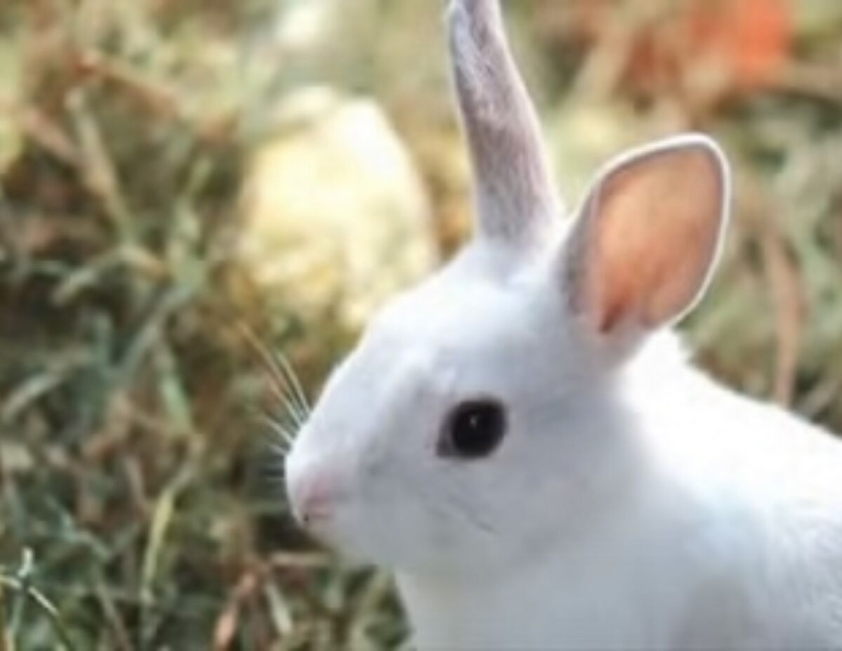 Pink Rabbit - Screamer Wiki