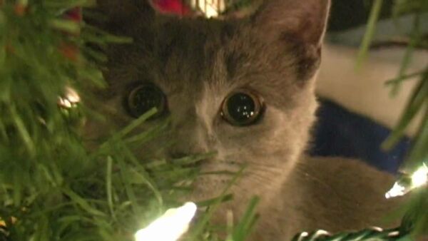 Mean Kitty Christmas Hidden Camera Surprise - Screamer Wiki