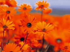 Scary garden pop-up - Screamer Wiki