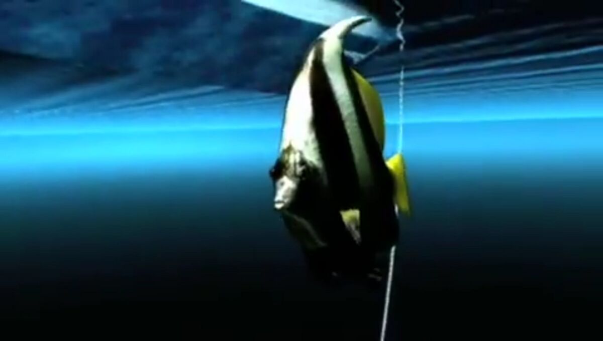Jaws Unleashed - Trailer - Screamer Wiki